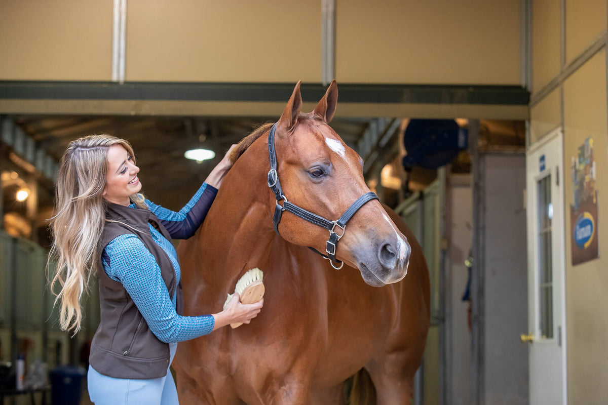 Comprehensive Guide to Horse Care: Essential Insights for Equine Enthu ...